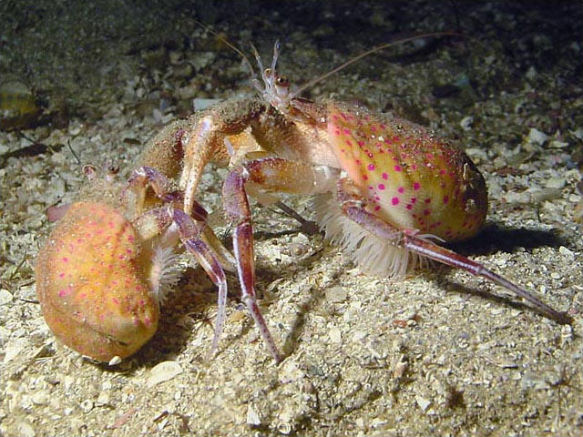 Hermit Crab - Pagurus prideaux